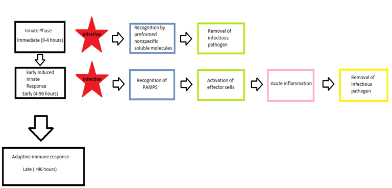 Acute Inflammation and Innate Immunity – Pathologia