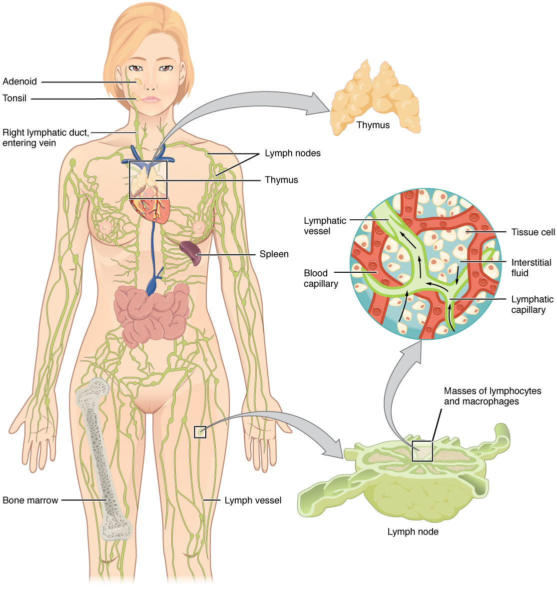 Anatomy Of The Immune System Pathologia Anatomy Of The Immune System Pathologia