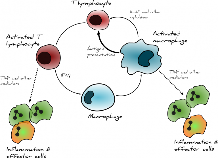Chronic inflammation – Pathologia