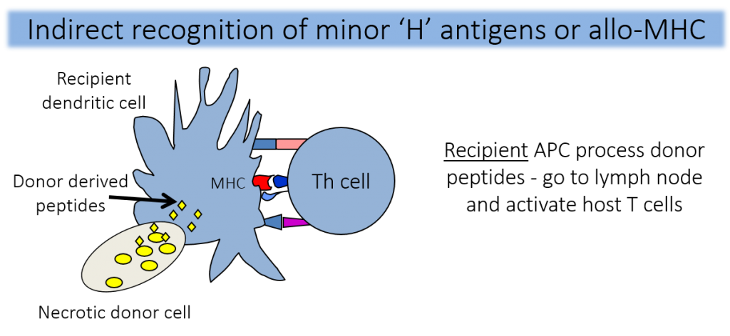 Transplantation immunology – Pathologia