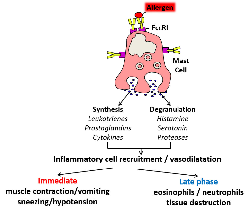 Hypersensitivity – Pathologia