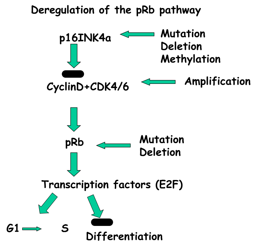 Neoplasia – oncogenes, tumour suppressor genes – Pathologia