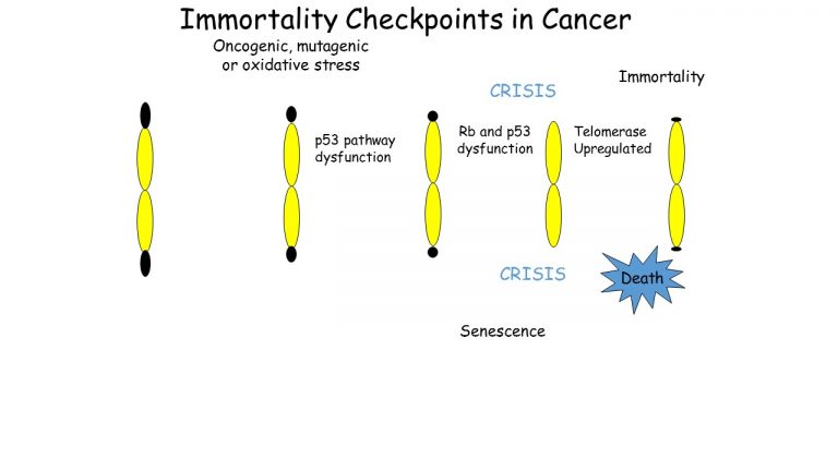 Neoplasia – oncogenes, tumour suppressor genes – Pathologia